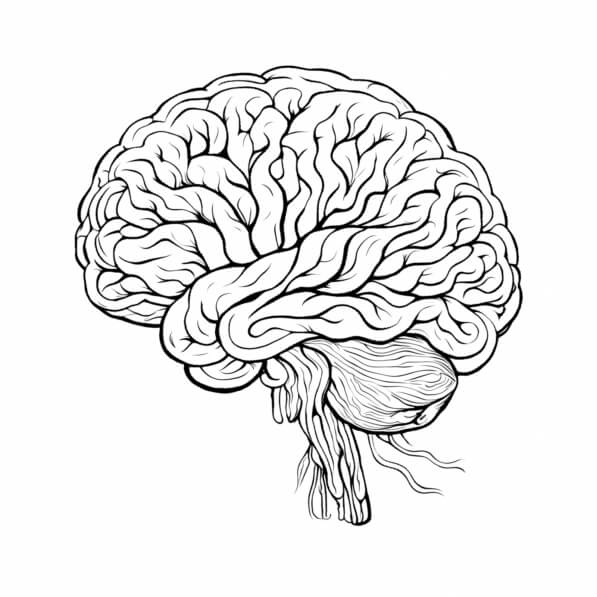 Download Detailed Drawing of the Human Brain Coloring pages Online ...