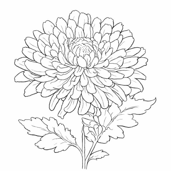 Download Flower Outline for Coloring and Drawing Practice Coloring ...