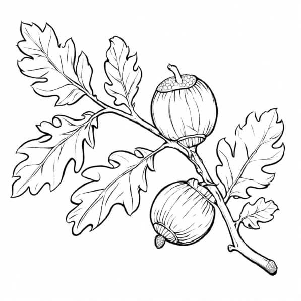 Download Educational Oak Branch Drawing Coloring pages Online ...
