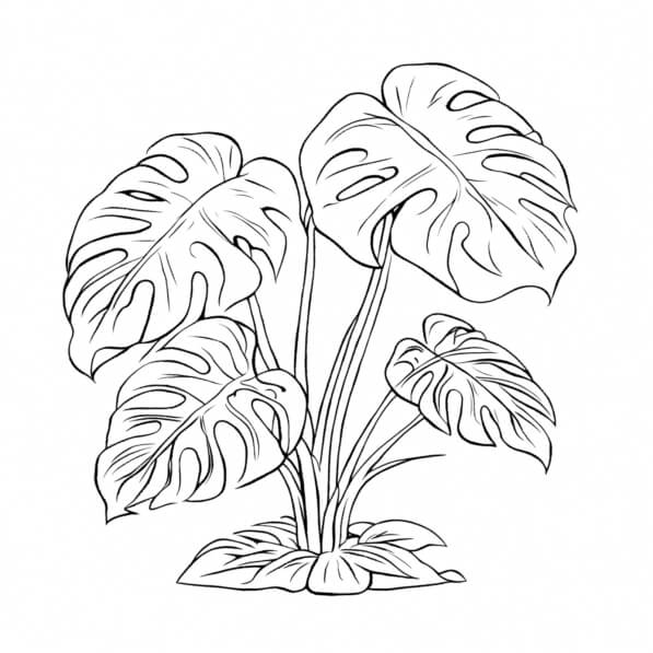 Download Outline Drawing of a Tropical Plant Coloring pages Online ...