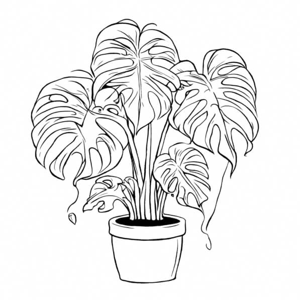 Download Indoor Potted Plant Drawing Coloring pages Online - Creative ...