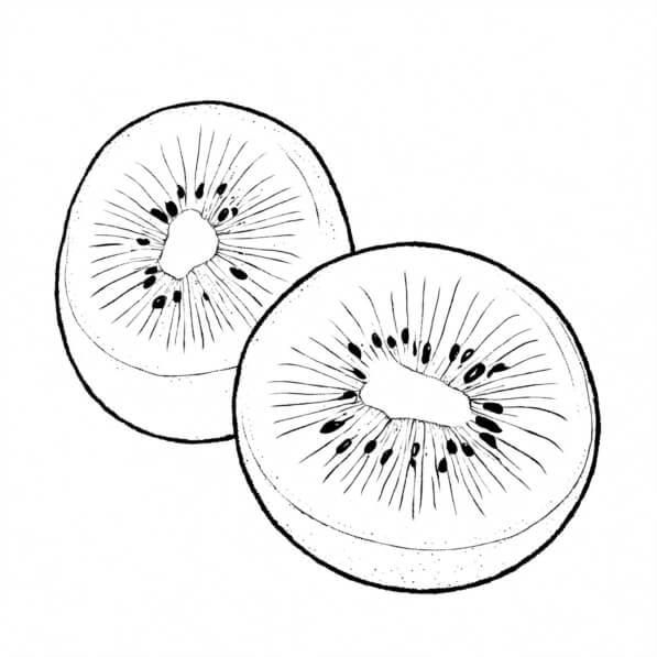 Download Educational Drawing of Kiwi Fruits Coloring pages Online ...