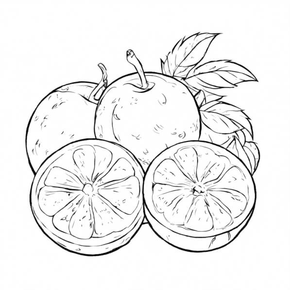 Download Educational Orange Slice Drawing Coloring pages Online ...