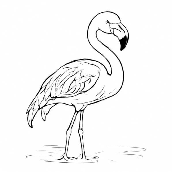 Download Black and White Flamingo Drawing Coloring pages Online ...