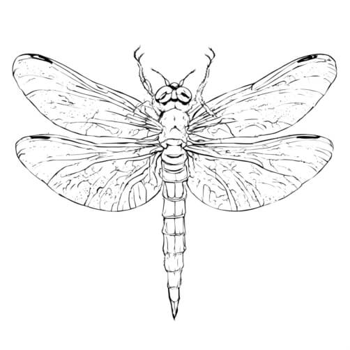Download Dragonfly Educational Coloring Page Coloring pages Online ...