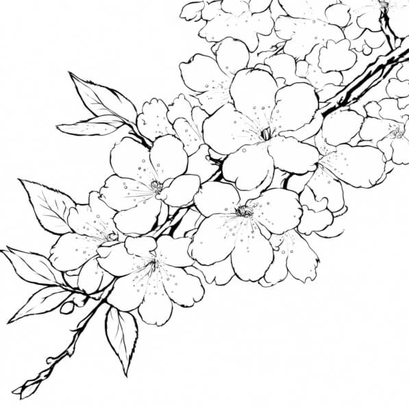 Download Cherry Blossom Branch with Flowers Coloring pages Online ...