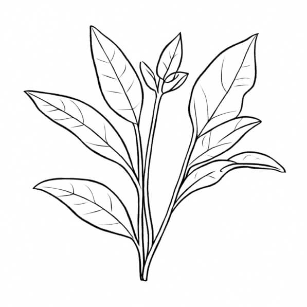 Download Unidentified Plant Line Drawing Coloring pages Online ...