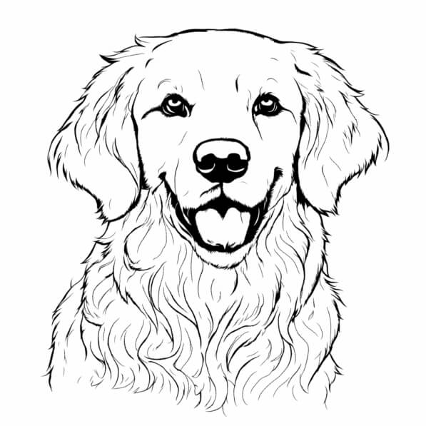 Télécharger Dessin en noir et blanc d'un chien golden retriever Pages ...