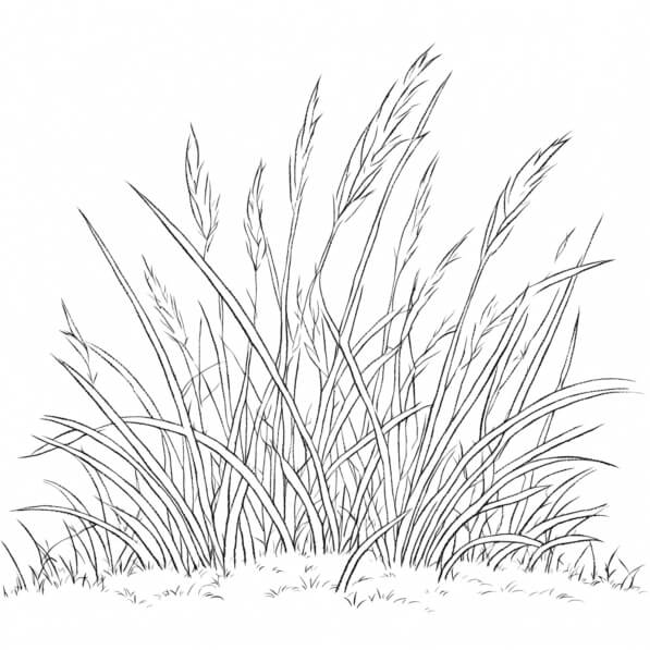 Download Tall Grasses Line Drawing Coloring pages Online - Creative Fabrica