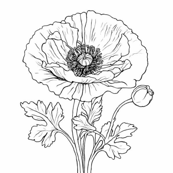 Download Detailed Poppy Flower Outline Coloring pages Online - Creative ...