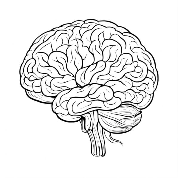 Download Educational Human Brain Drawing with Frontal Lobe Coloring ...