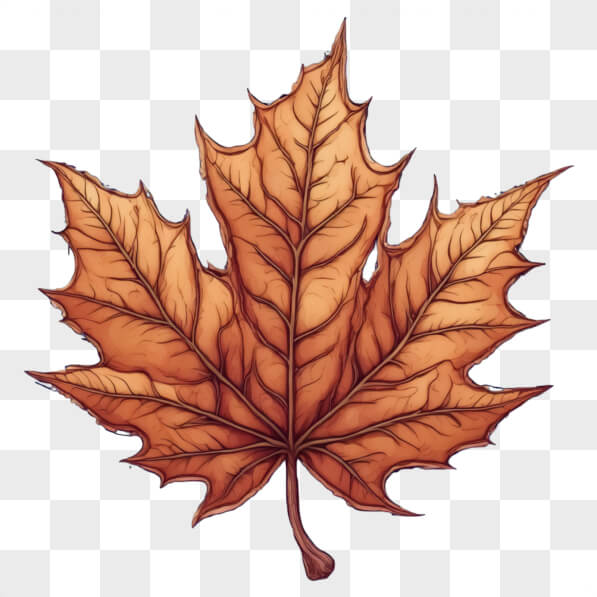 Download Brown Maple Leaf Symbolizing Autumn Cartoons Online - Creative ...