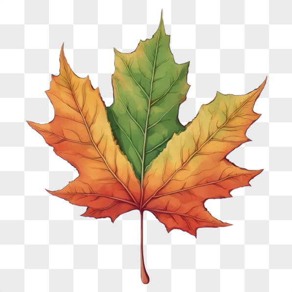 Download Colorful Maple Leaf Transitioning from Summer to Fall Cartoons ...