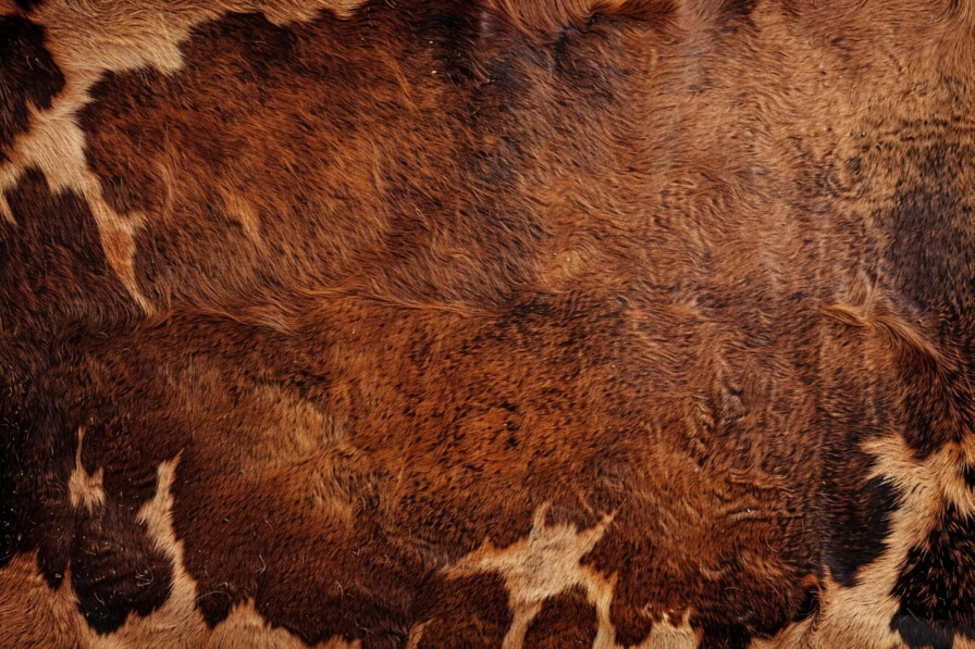 Scarica Primo piano di pelle animale con macchie marroni e nere Sfondi ...