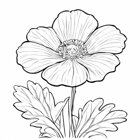 Download Black and White Anemone Flower Coloring Page Coloring pages ...