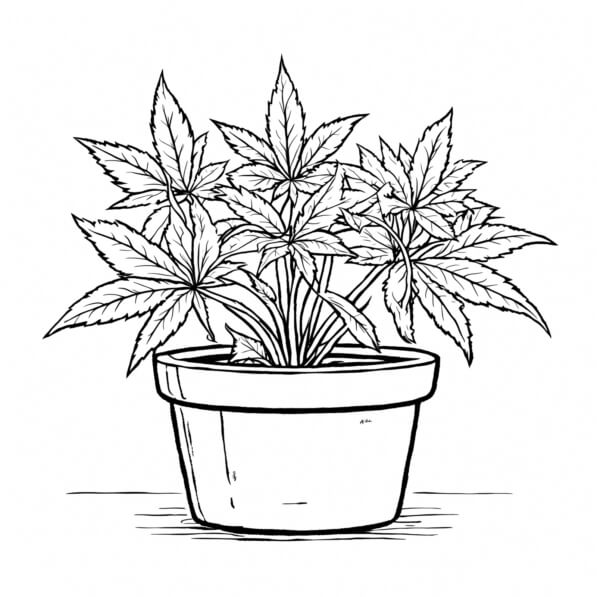 Download Illustration of Potted Plant with Marijuana Leaves Coloring ...