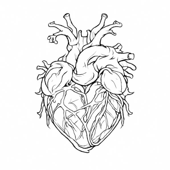 Download Human Heart Outline Coloring pages Online - Creative Fabrica