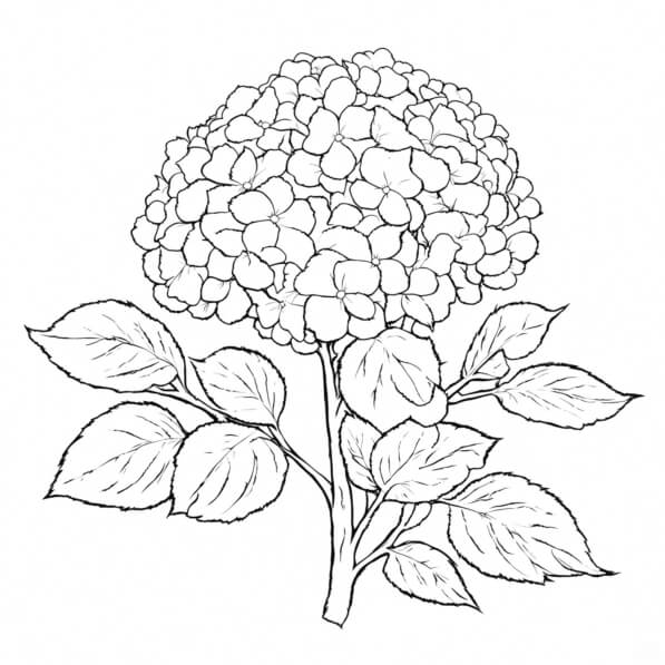 Descarga Páginas Para Colorear De Una Flor Para Niños Páginas Para