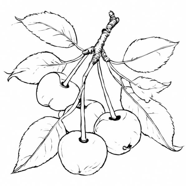 Download Detailed Cherry Tree Drawing Coloring pages Online - Creative ...
