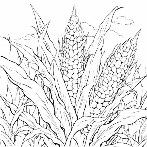Download Corn Field Coloring Page Coloring pages Online - Creative Fabrica
