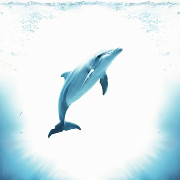 Download Dolphin Swimming Underwater Backgrounds Online - Creative Fabrica