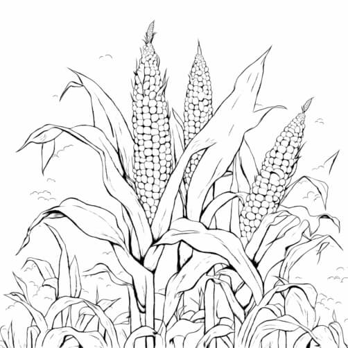 Download Educational Drawing of Corn Plant with Ears of Corn Coloring ...
