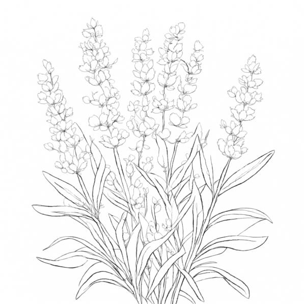 Scarica Disegno educativo dei fiori di lavanda Pagine da colorare ...