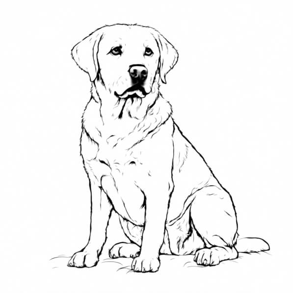 Download Yellow Labrador Retriever Coloring Page Coloring pages Online ...