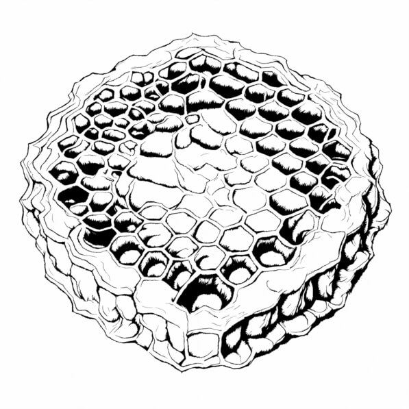Download Intricate Honeycomb Drawing Coloring pages Online - Creative ...