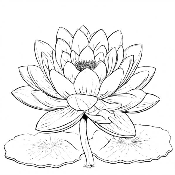 Download Detailed Line Art of a Lotus Flower Coloring pages Online ...