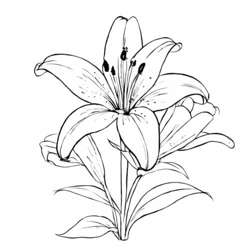 Download Intricate Line Drawing of a Lily Flower Coloring pages Online ...