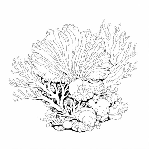 Download Intricate Line Drawing of Coral Coloring pages Online ...