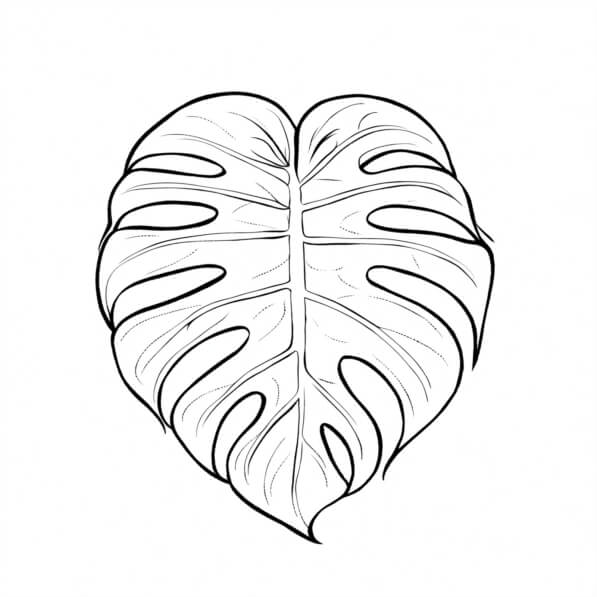 Download Line Drawing of a Monstera Leaf Coloring pages Online ...