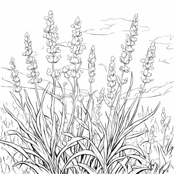 Download Line Drawing of Lavender Plants Coloring pages Online ...