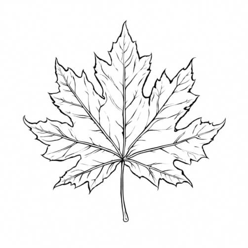 Download Line Drawing of a Maple Leaf Coloring pages Online - Creative ...