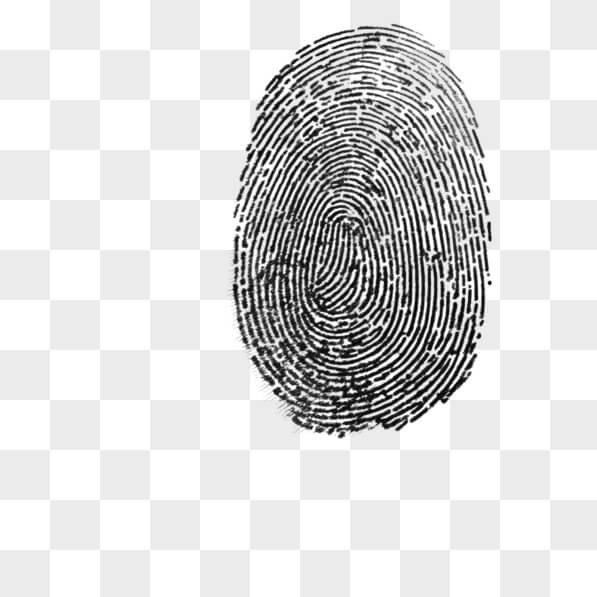 Download Detailed Fingerprint on White Background Sketches Online ...