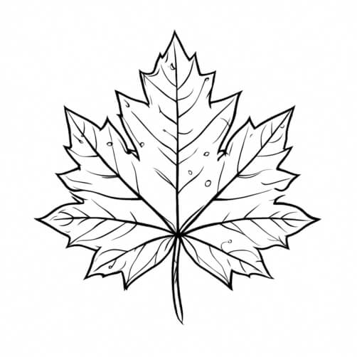 Download Detailed Line Drawing of a Maple Leaf Coloring pages Online ...