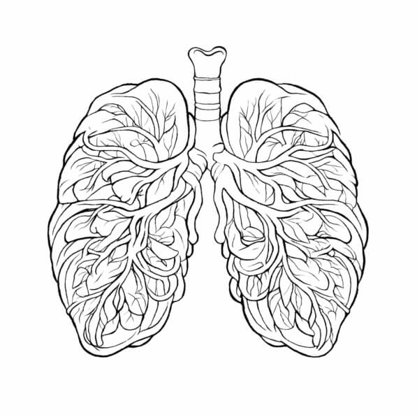 Download Anatomical Illustration of Human Lungs Coloring pages Online ...