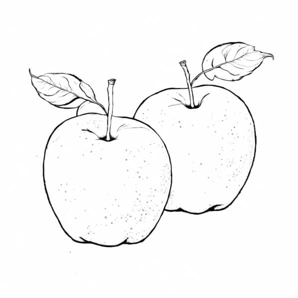 Download Line Art of Two Apples Coloring pages Online - Creative Fabrica