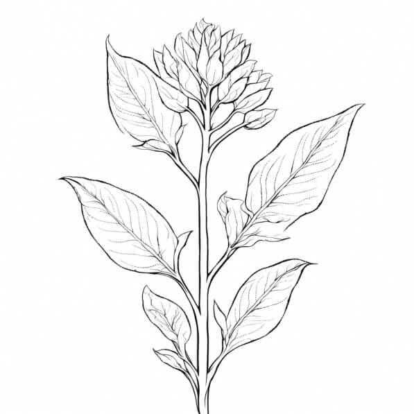 Download Botanical Line Drawing of a Plant Coloring pages Online ...