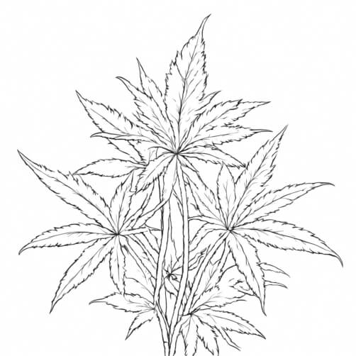 Download Line Drawing of a Cannabis Leaf Coloring pages Online ...