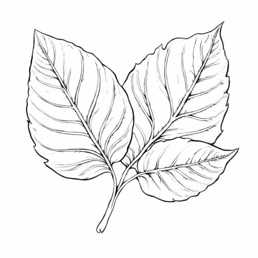 Download Line Art Illustration of Two Leaves Coloring pages Online ...