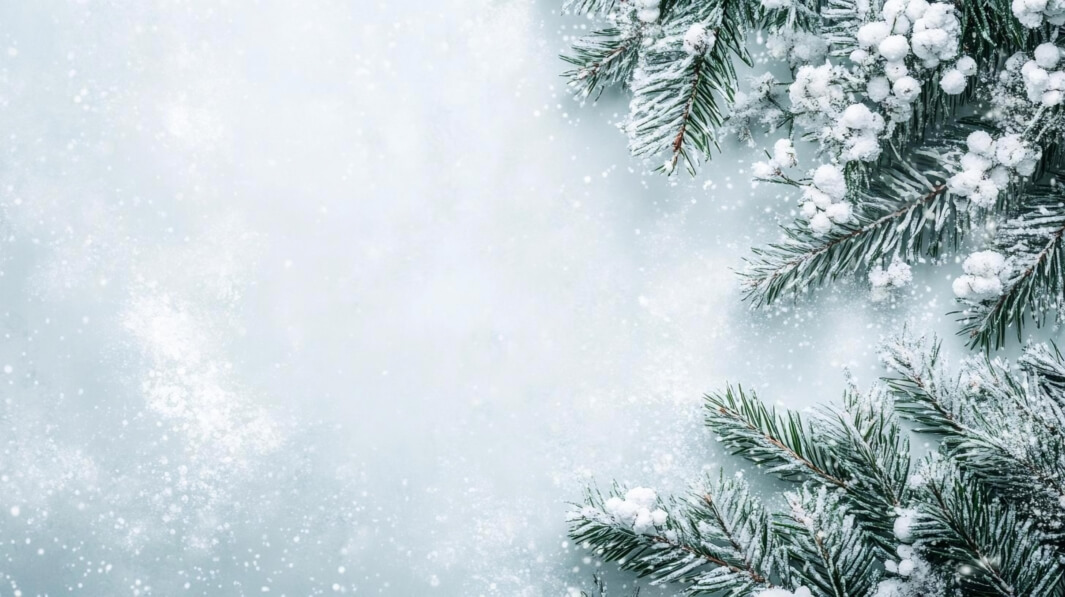 Download Winter Pine Branches with Snow Backgrounds Online - Creative ...