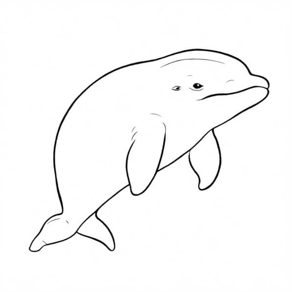 Download Beluga Whale Line Drawing Coloring pages Online - Creative Fabrica
