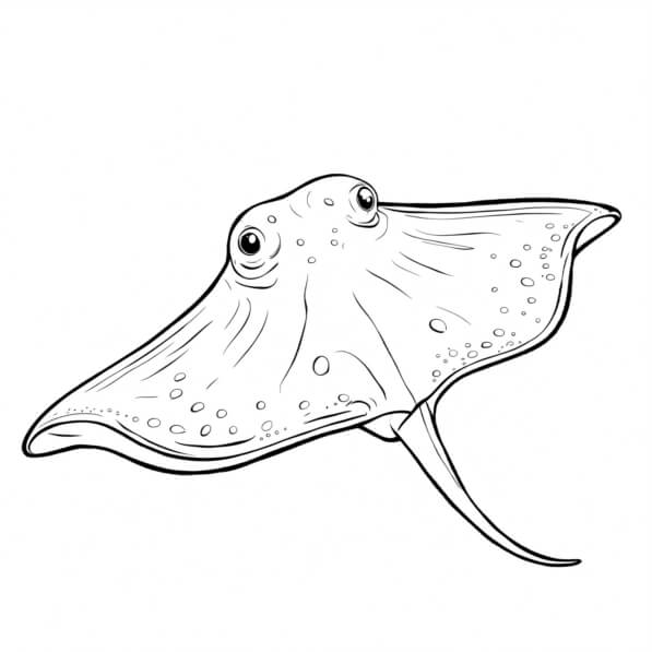 Download Line Drawing of a Stingray Coloring pages Online - Creative ...