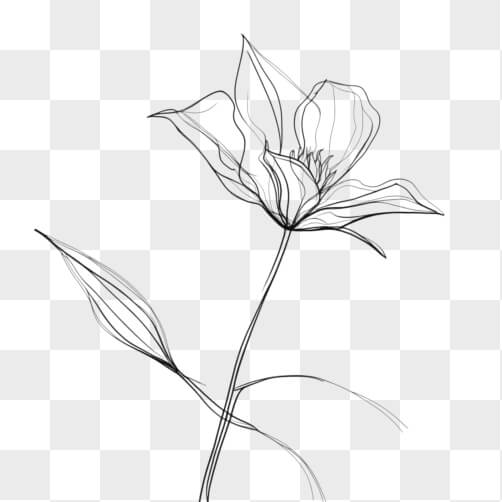Download Line Drawing of a Flower Sketches Online - Creative Fabrica