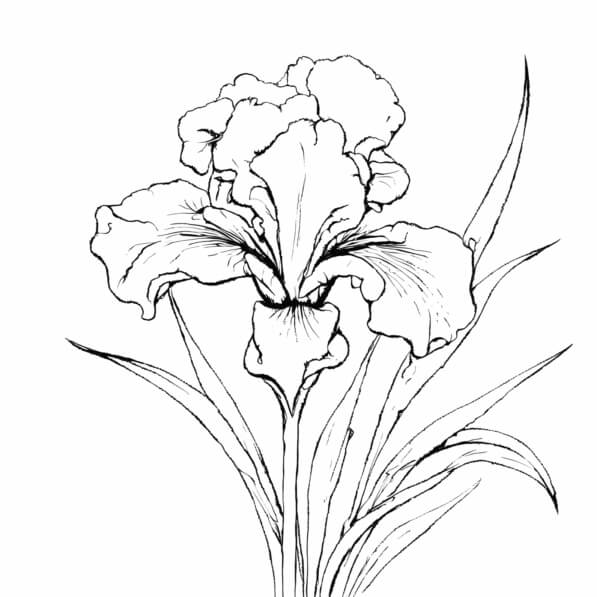 Download Line Drawing of an Iris Flower Coloring pages Online ...