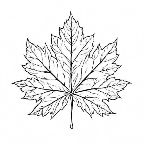 Download Detailed Illustration of a Maple Leaf Coloring pages Online ...