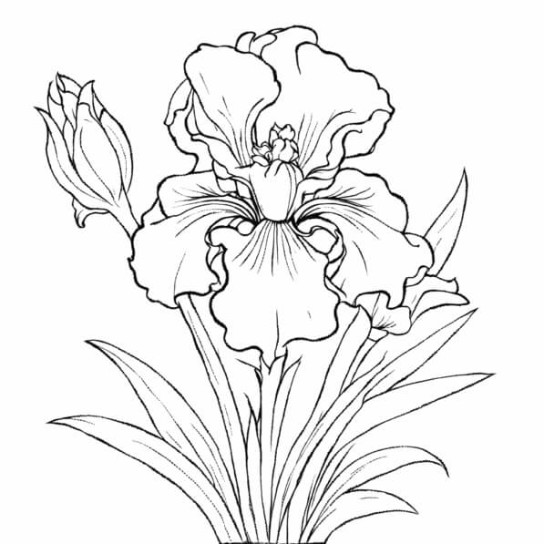 Download Line Drawing of an Iris Flower Coloring pages Online ...