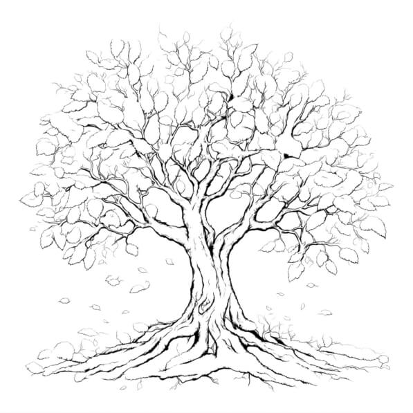 Download Detailed Line Drawing of a Tree Coloring pages Online ...